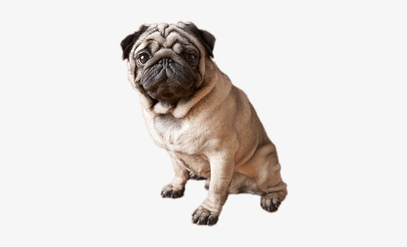 Pug Head Png - Cute Pug Dog Sitting For Apple Ipad Mini, Ipad Mini ...