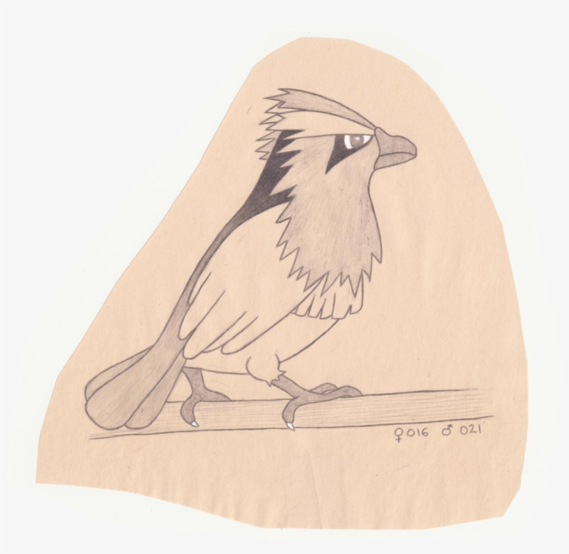 Tiny Bird Pokemon - Sketch - 1280x1064 PNG Download - PNGkit