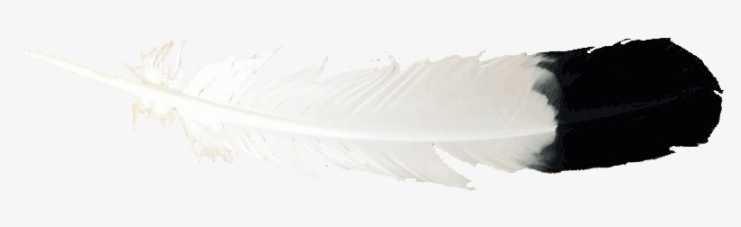 Feather - Png Transparent Indian Feathers - 814x180 PNG Download - PNGkit