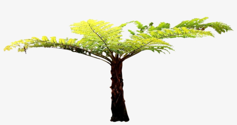 Transparent Fern Tree - Tree Fern Cut Out - 900x450 PNG Download - PNGkit