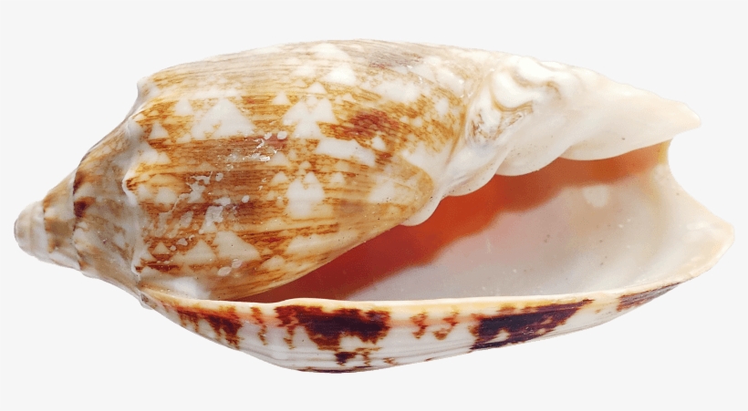 Free Png Seashell Png Images Transparent - Seashell - 850x455 PNG ...