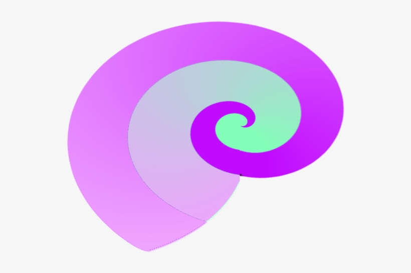 Seashell - Circle - 800x600 PNG Download - PNGkit