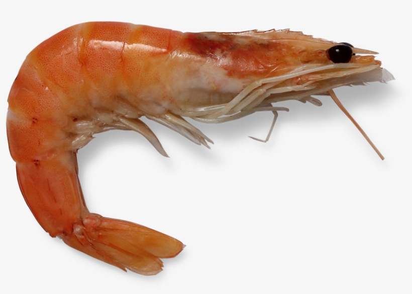 Download Transparent Shrimp - PNGkit