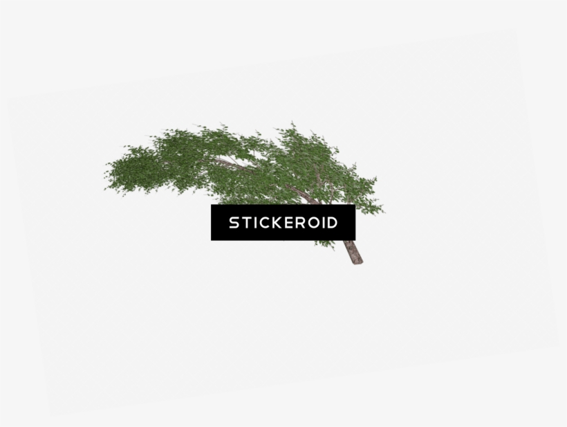 Tree Waving In Wind - Tree - 1377x970 PNG Download - PNGkit