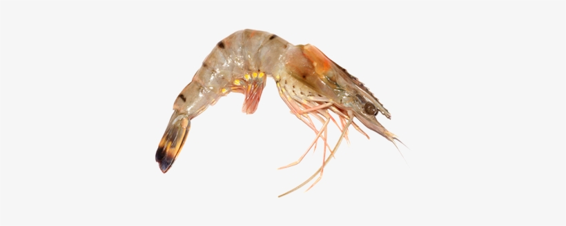 Download Transparent Shrimp - Prawn - PNGkit