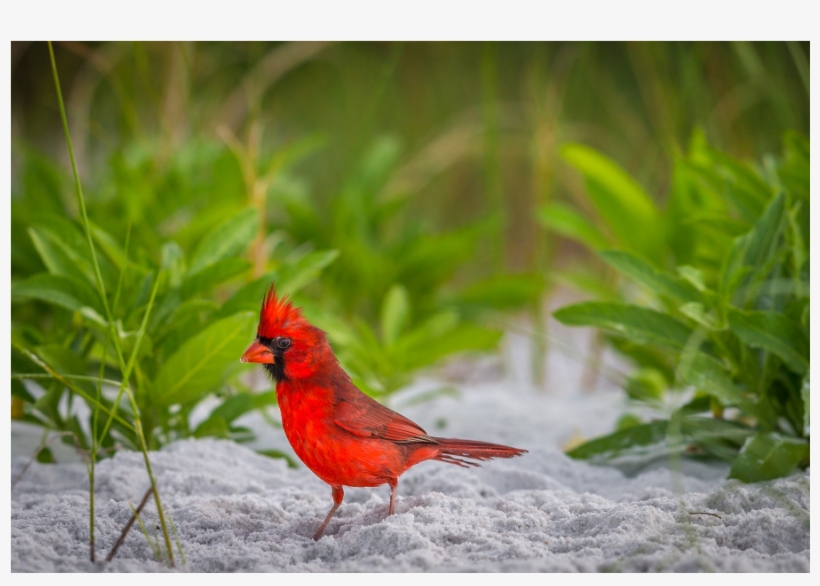 Northern Cardinal - 1000x1000 PNG Download - PNGkit