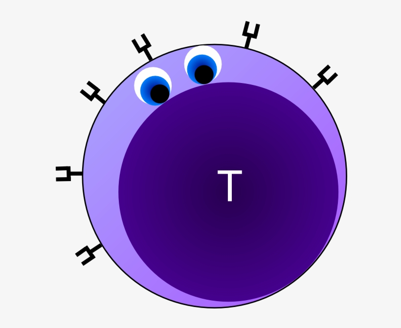 T Cell B Cell Cartoon - 600x592 PNG Download - PNGkit