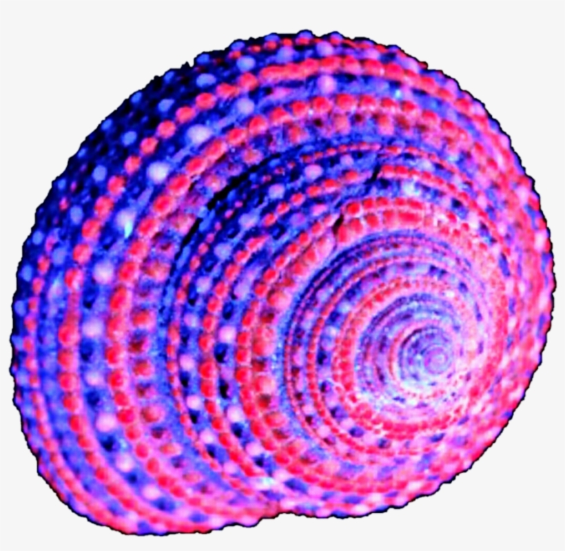 Purple Shell Clipart - Purple Seashells Png - 930x860 PNG Download - PNGkit