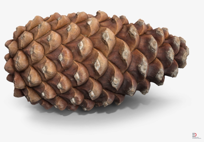 Download Transparent 4 Pine Cone Royalty-free 3d Model - 3d Computer ...