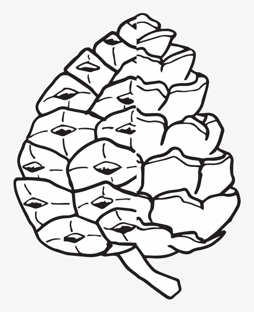 Jpg Free Download Pine Cone Worksheets Homeschool - Pine Cone ...