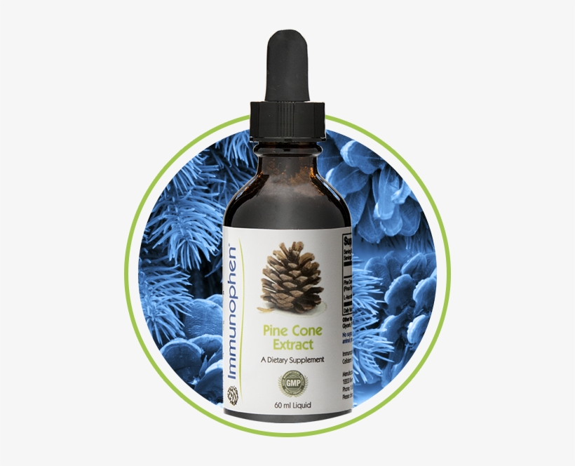 Pine Cone Extract - Prescott College - 468x601 PNG Download - PNGkit
