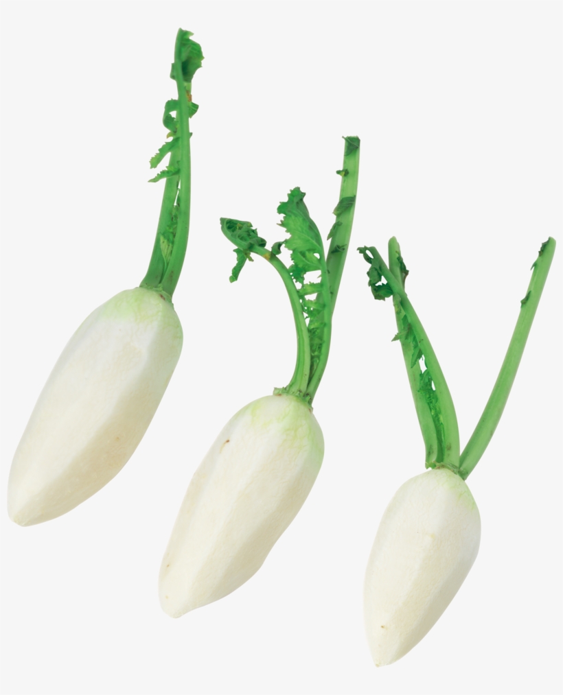 Radish Png, Download Png Image With Transparent Background, - Root ...