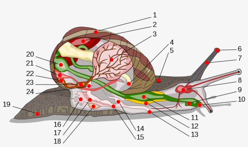 Scheme Snail Anatomy-numbers - Diagram Of A Snail - 1280x731 PNG ...