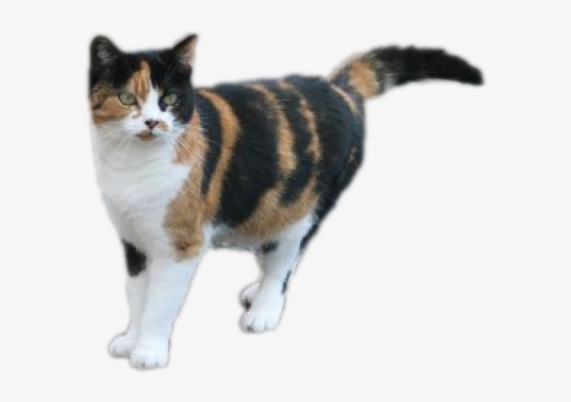 Kittens Clipart Calico - Calico Cat Transparent Background - 626x552 ...