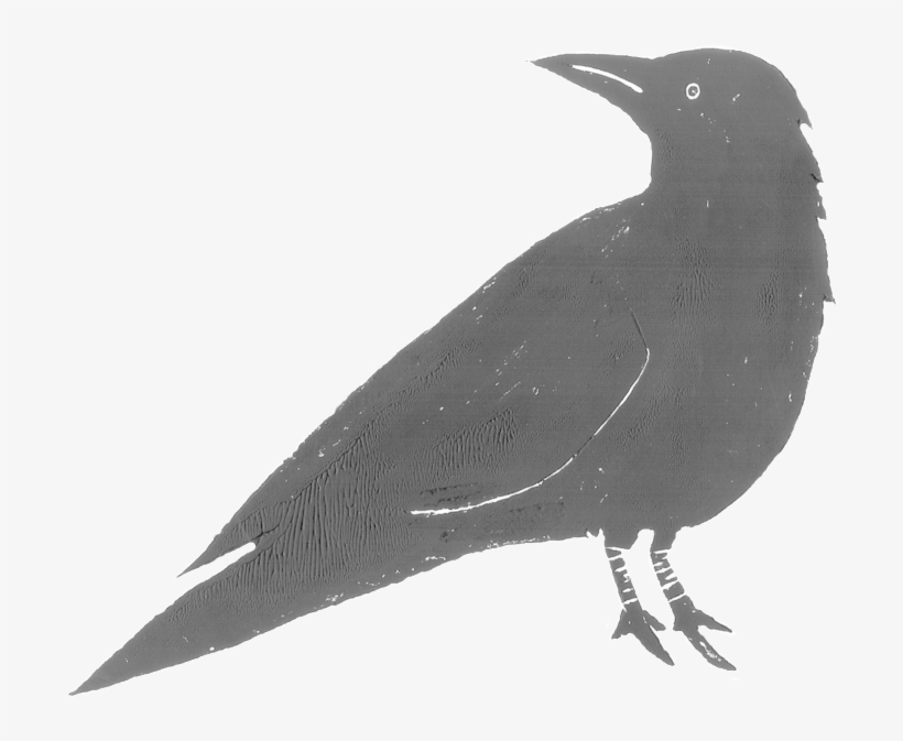 Raven Feather Png - 1000x695 PNG Download - PNGkit