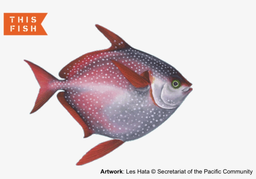 Opah - 902x582 PNG Download - PNGkit