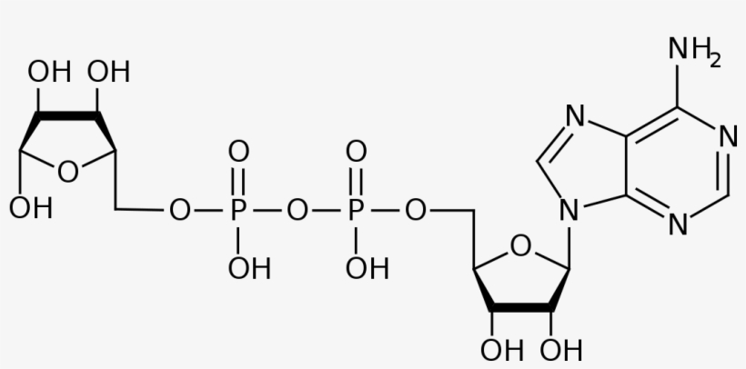 Adenosine Diphosphate - 1200x585 PNG Download - PNGkit