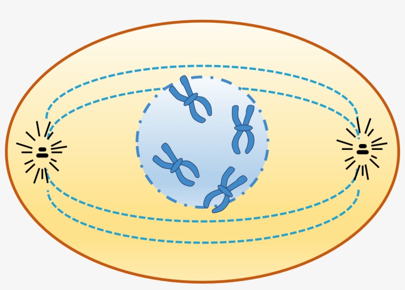 Animal Cell - Profase Png - 1427x955 PNG Download - PNGkit
