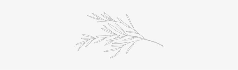 Rosemary - Drawing - 1000x1000 PNG Download - PNGkit