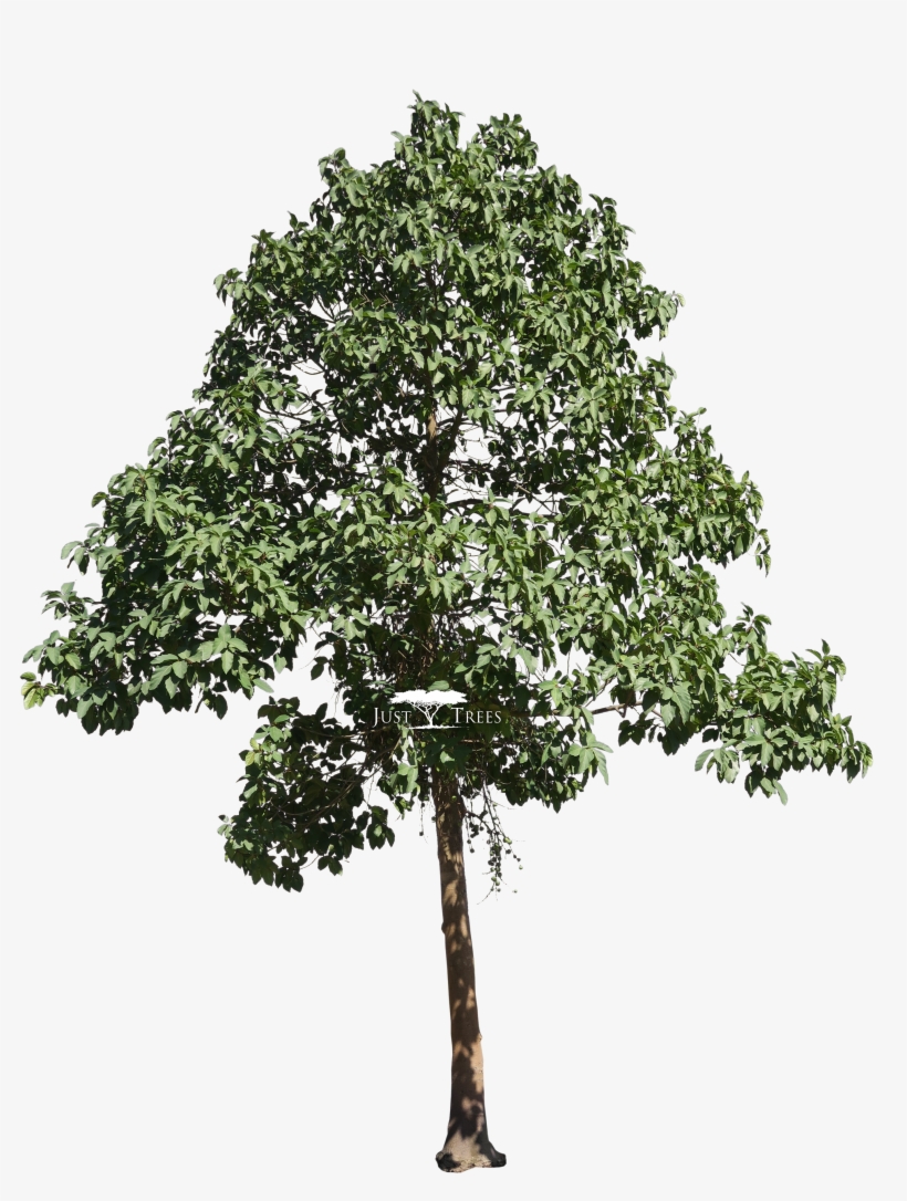 Ficus Sur - Tree Transparent - 2880x3733 PNG Download - PNGkit