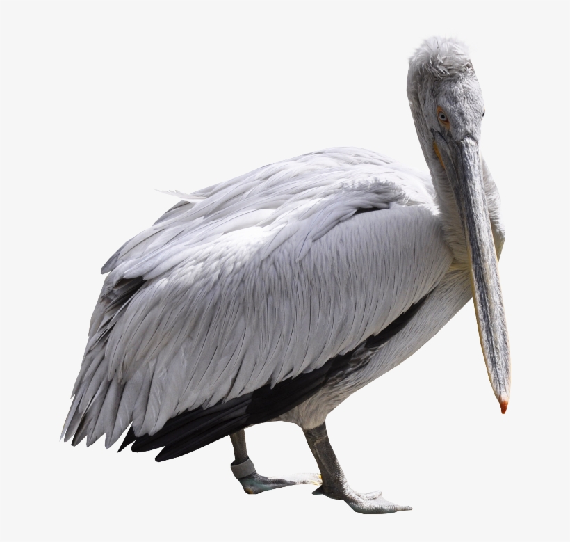 Pelican Png, Download Png Image With Transparent Background, - Pelican ...