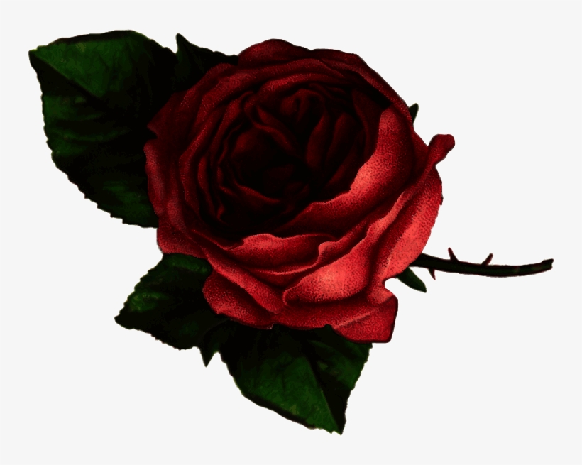 I - Pink Rose Cut Out - 900x1001 PNG Download - PNGkit