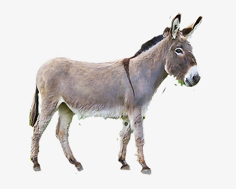 Burro Sticker - 618x578 PNG Download - PNGkit