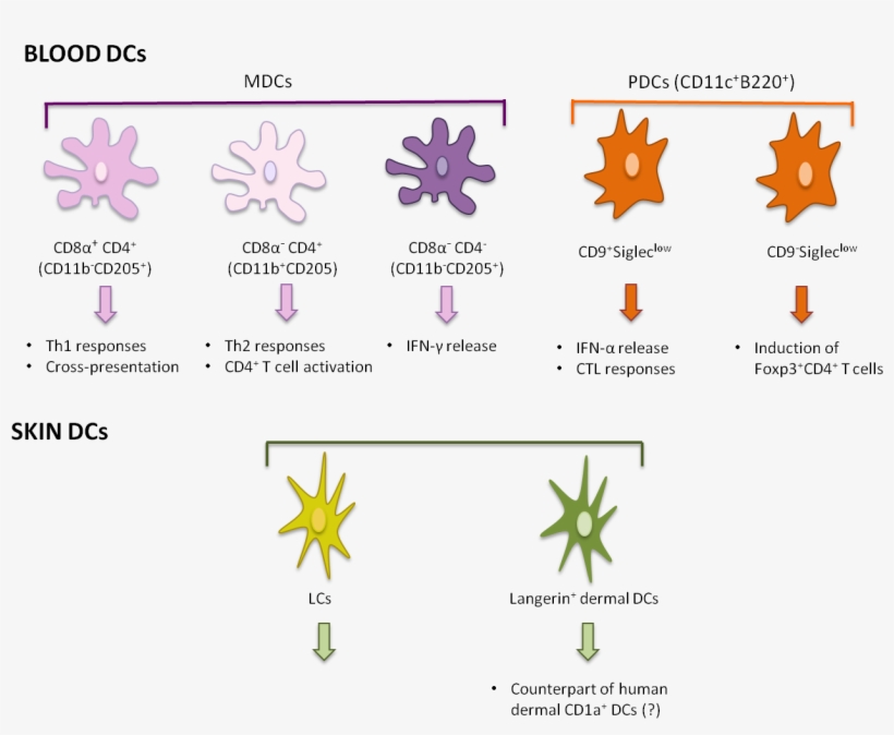 Figure 2 - - Mouse Dc Subsets - 1318x1048 PNG Download - PNGkit
