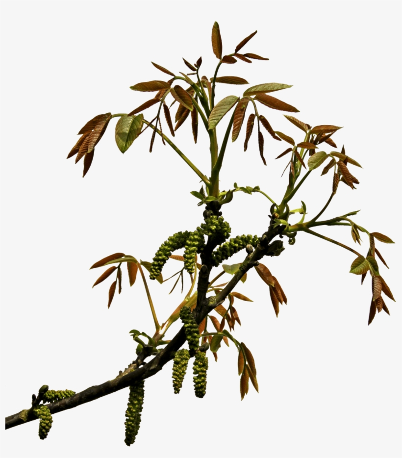 Descargar - Branches Transparency Png - 1248x1280 PNG Download - PNGkit
