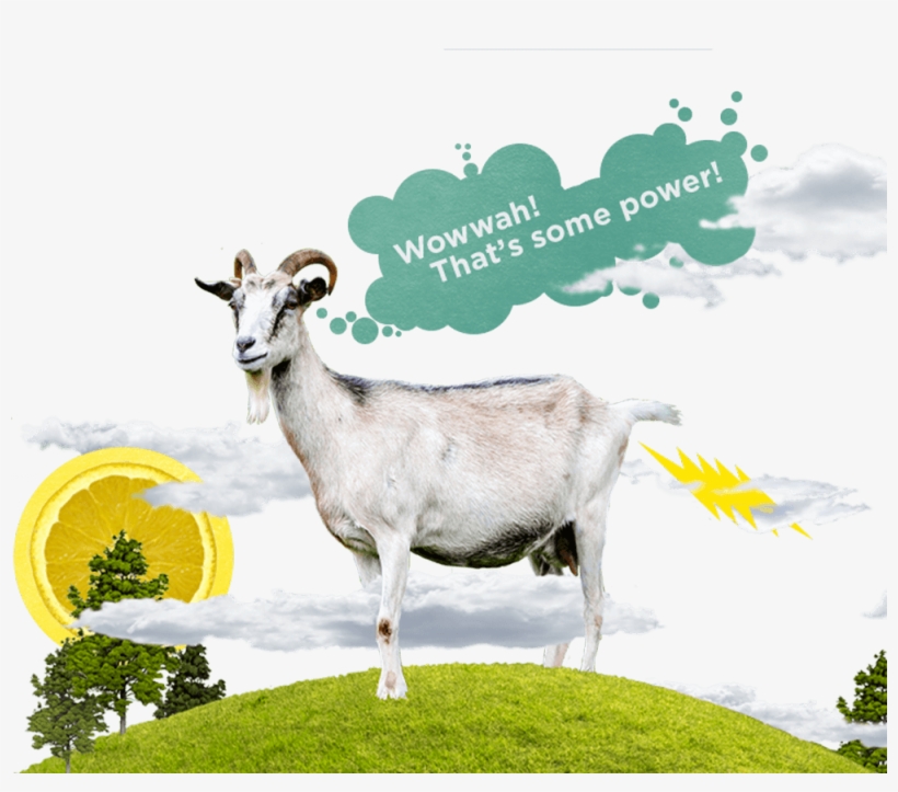 Offset Your Emissions From Electricity - Goat - 1000x833 PNG Download ...