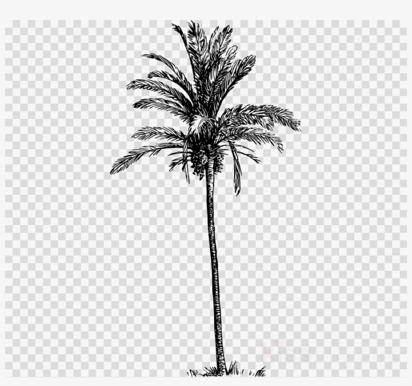 Download Watercolor Painting Clipart Asian Palmyra - Palm Trees ...