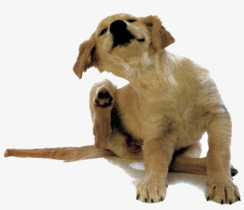 Clipart Puppy Scratch