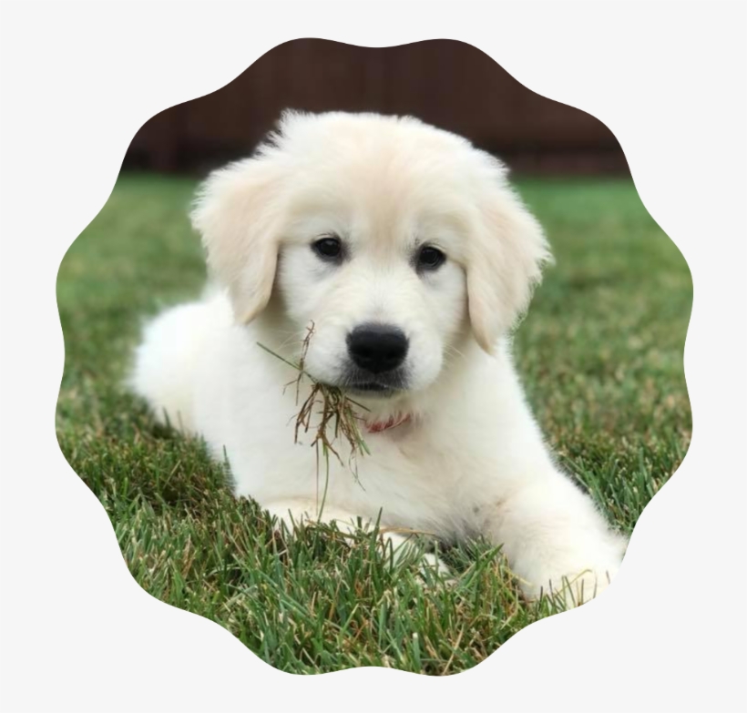 Ksds Is Seeking New Ceo - Slovak Cuvac - 849x720 PNG Download - PNGkit