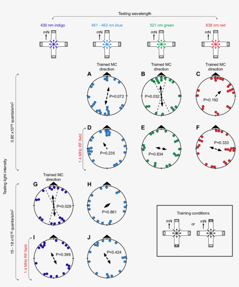 Magnetic Compass Orientation Of Zebra Finches Under - Download ...