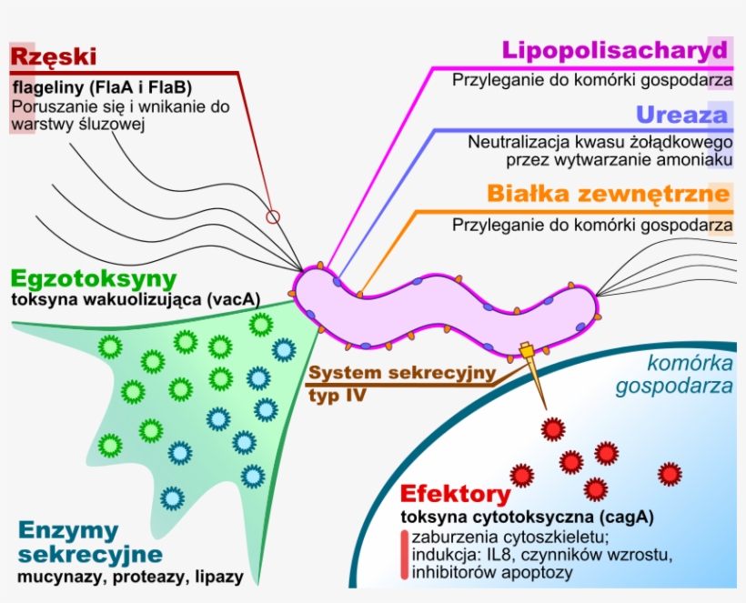 H Pylori Virulence Factors Pl - Diagram - 841x639 PNG Download - PNGkit