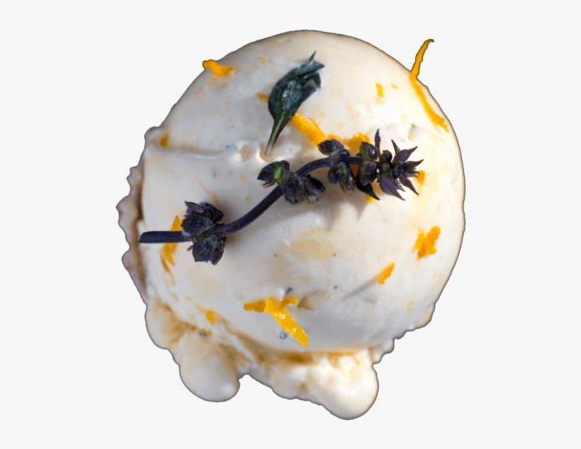 Thai Basil And Mandarin - Insect - 601x655 PNG Download - PNGkit