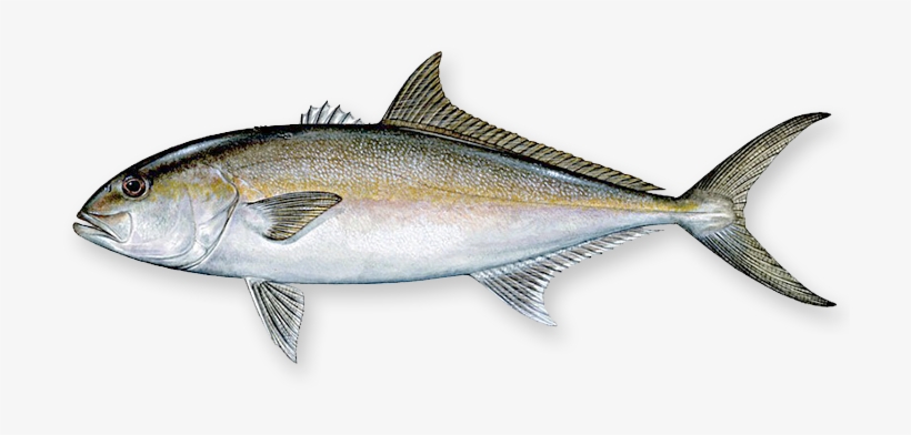 Fillet - Greater Amberjack Fish - 720x430 PNG Download - PNGkit