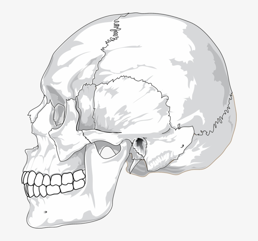 5 Reasons Your Jaw Clicks Or Pops When You Chew - Skull Side View Png ...