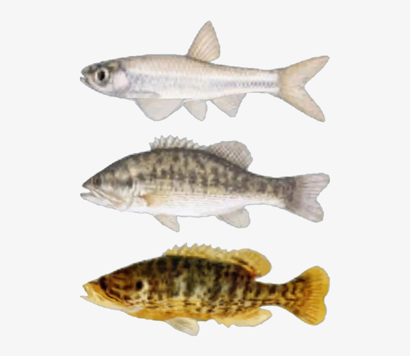 Download Transparent Fnv Fishes - Fallout 4 Mods Fish - PNGkit