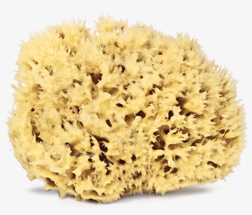 Sponge - 1755x2048 PNG Download - PNGkit
