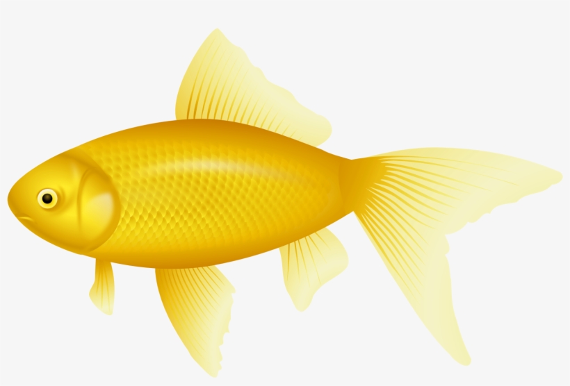 Yellow Fish Png Clipart - Yellow Fish Png - 1670x1073 PNG Download - PNGkit