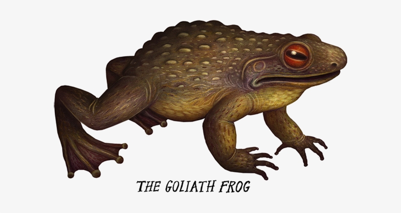 Banner Library Crazy Monster Frogs On Behance Illustration - Goliath ...