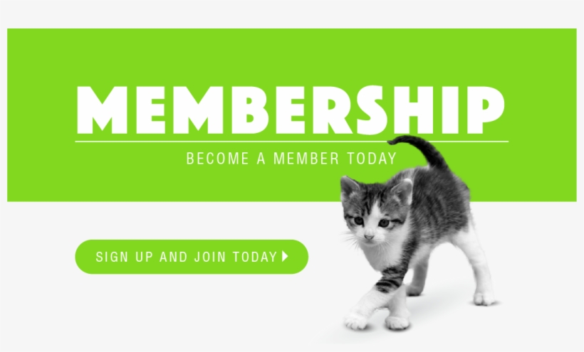 Humane Society Banners Large 05 - Adorable Calico Kitten Journal: 150 ...