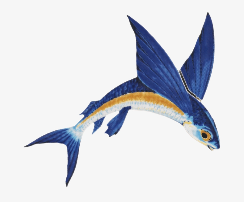 Flying Fish Png - Flying Fish - 663x600 PNG Download - PNGkit