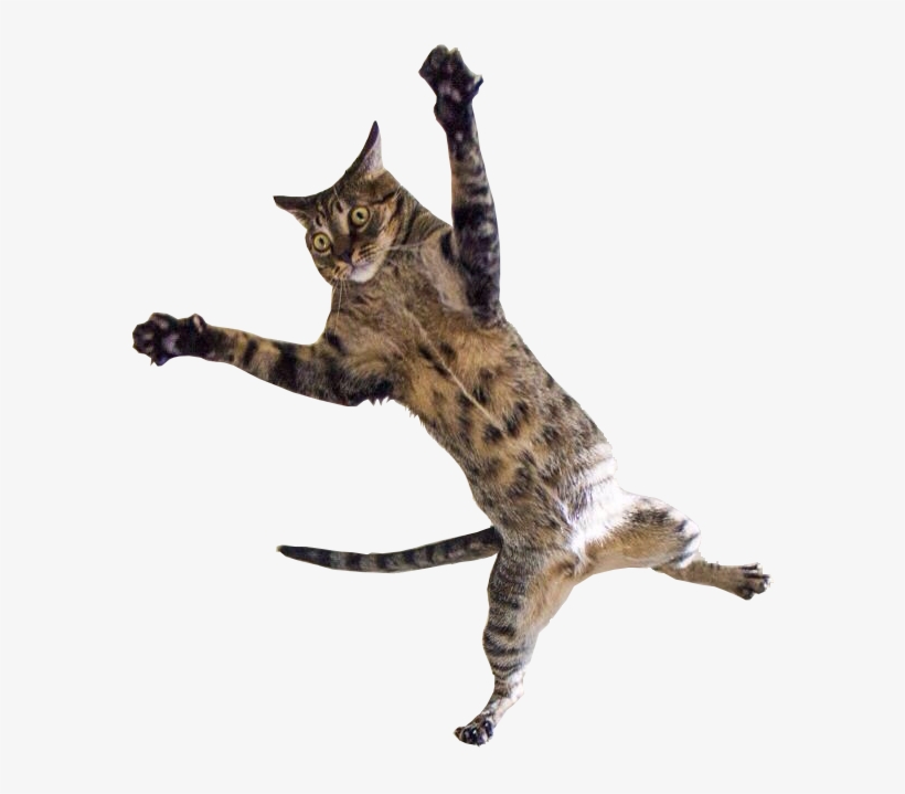 Jumping Cat Png Jpg Royalty Free Library - Cat Spread Eagle - 582x639 ...