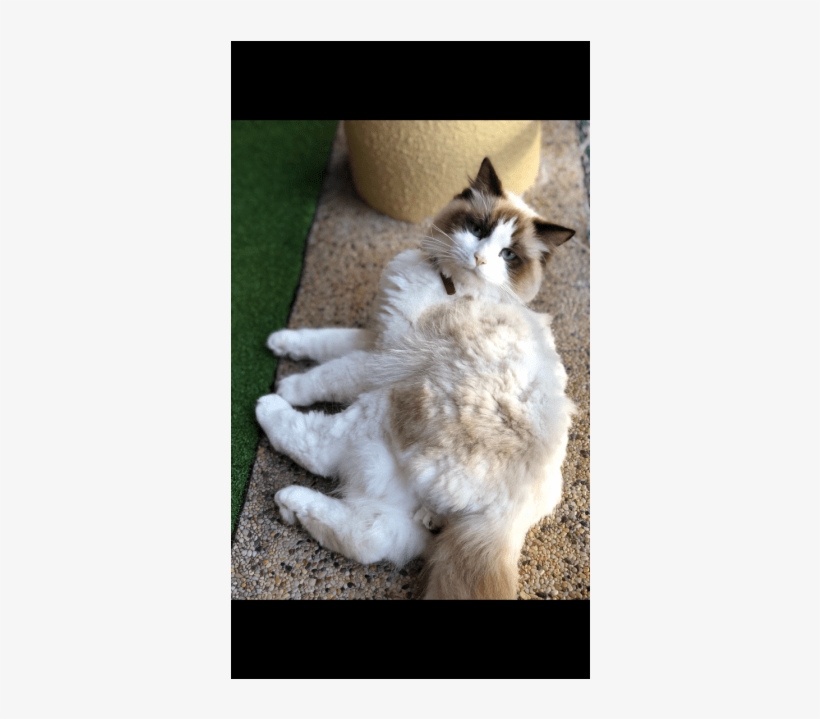 Photo Of Coco - Cat - 638x638 PNG Download - PNGkit