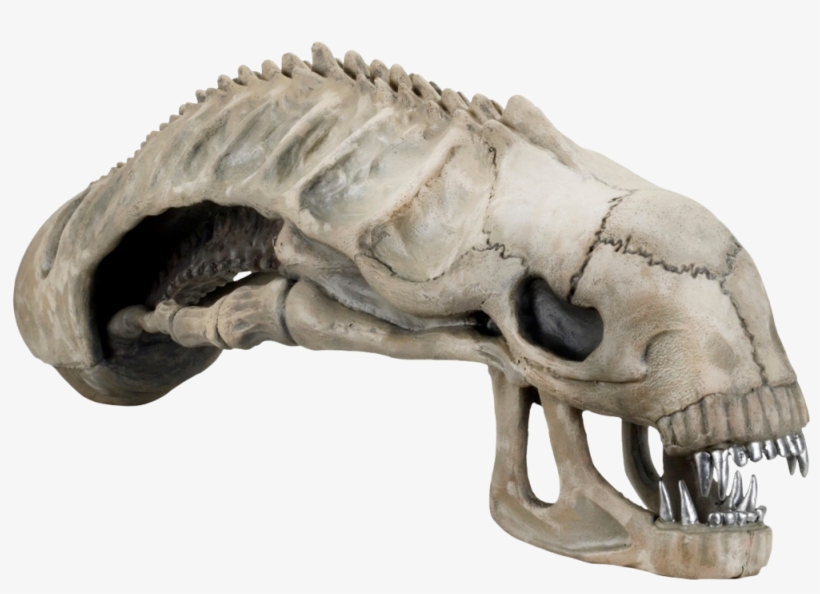 Aliens - Aliens - Alien Skull 36" Foam Replica - 1000x676 PNG Download ...