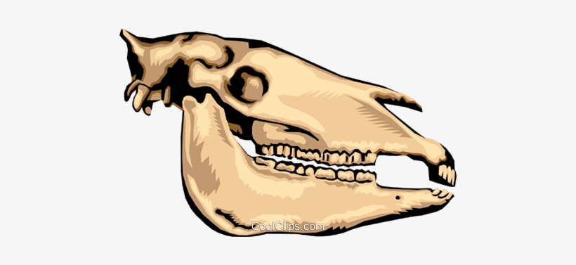 Animal Skeleton Clipart Images