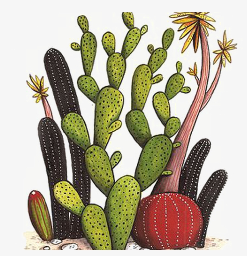 Collection Of Free Cactus Vector Flower Drawing Download - Cacti ...
