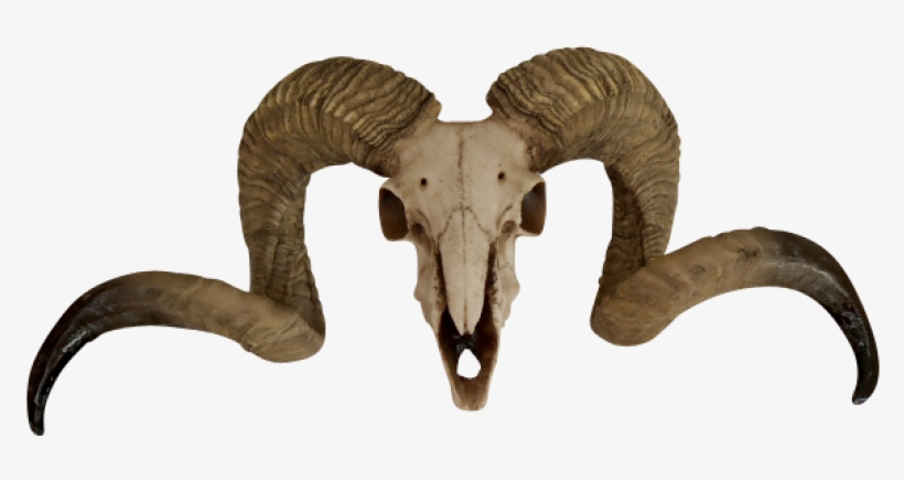 Ram Skull Wall Mount - Ram Skull Png - 800x800 PNG Download - PNGkit